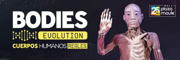 Bodies Evolution